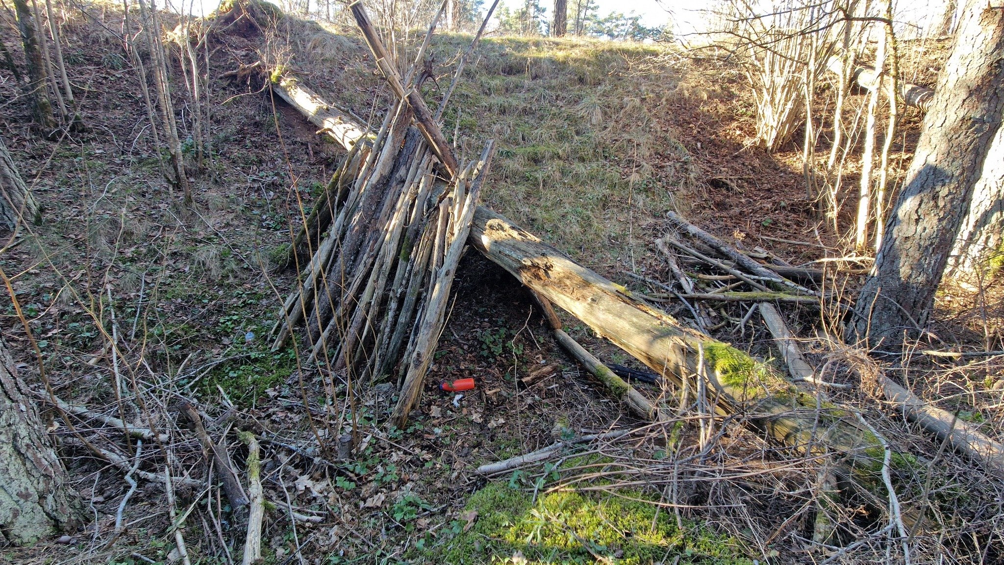 Geopeitus